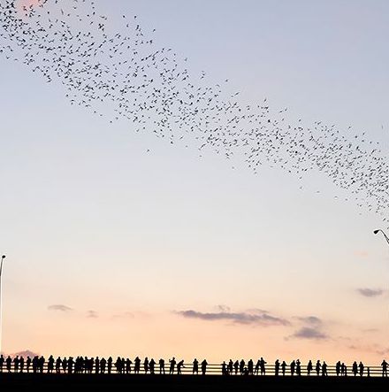 Houston Bat Bridge Kayak Tour | Buffalo Bayou Kayak Tours